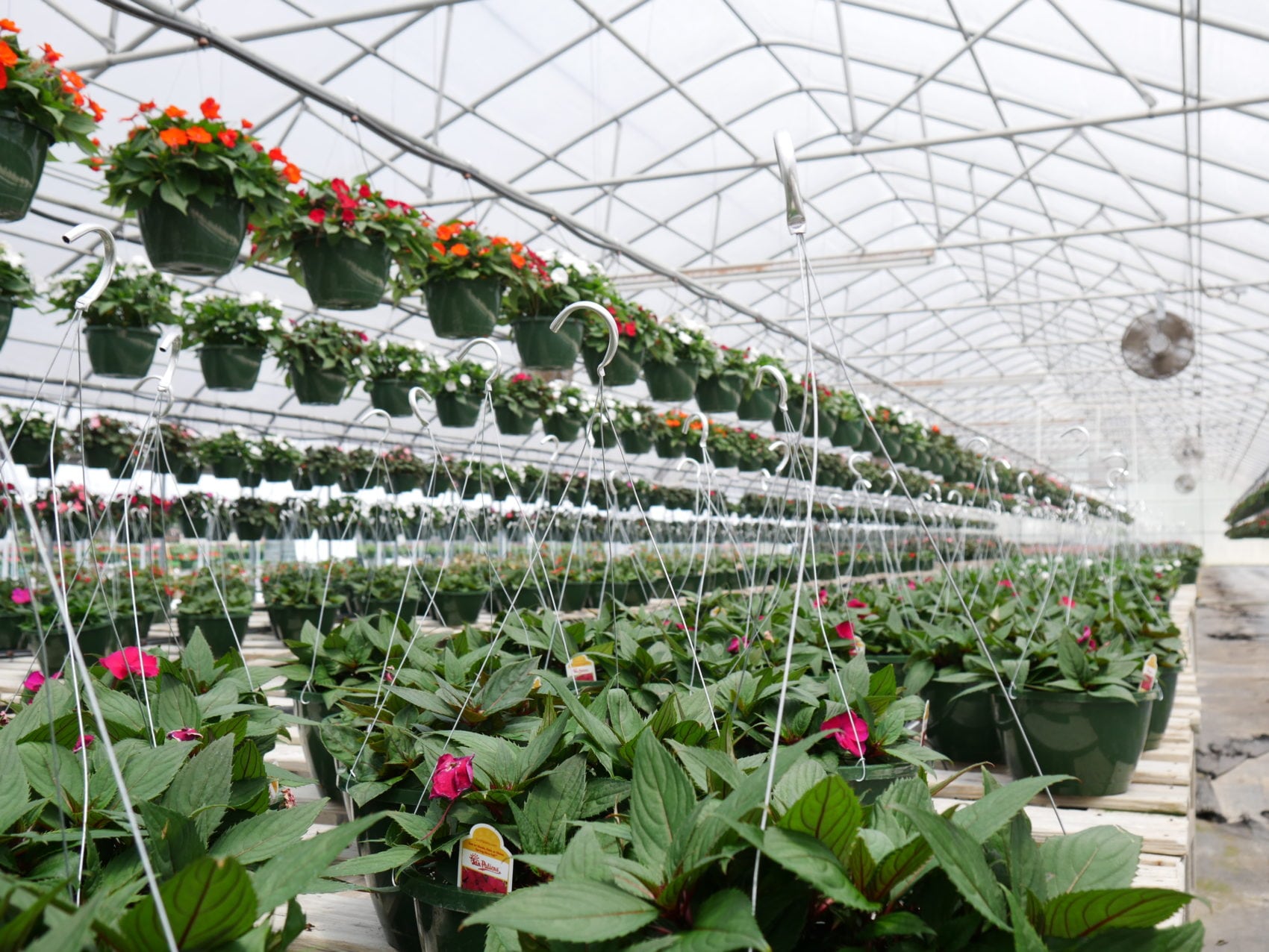 County Farm Plant Company - Atlas Success Stories